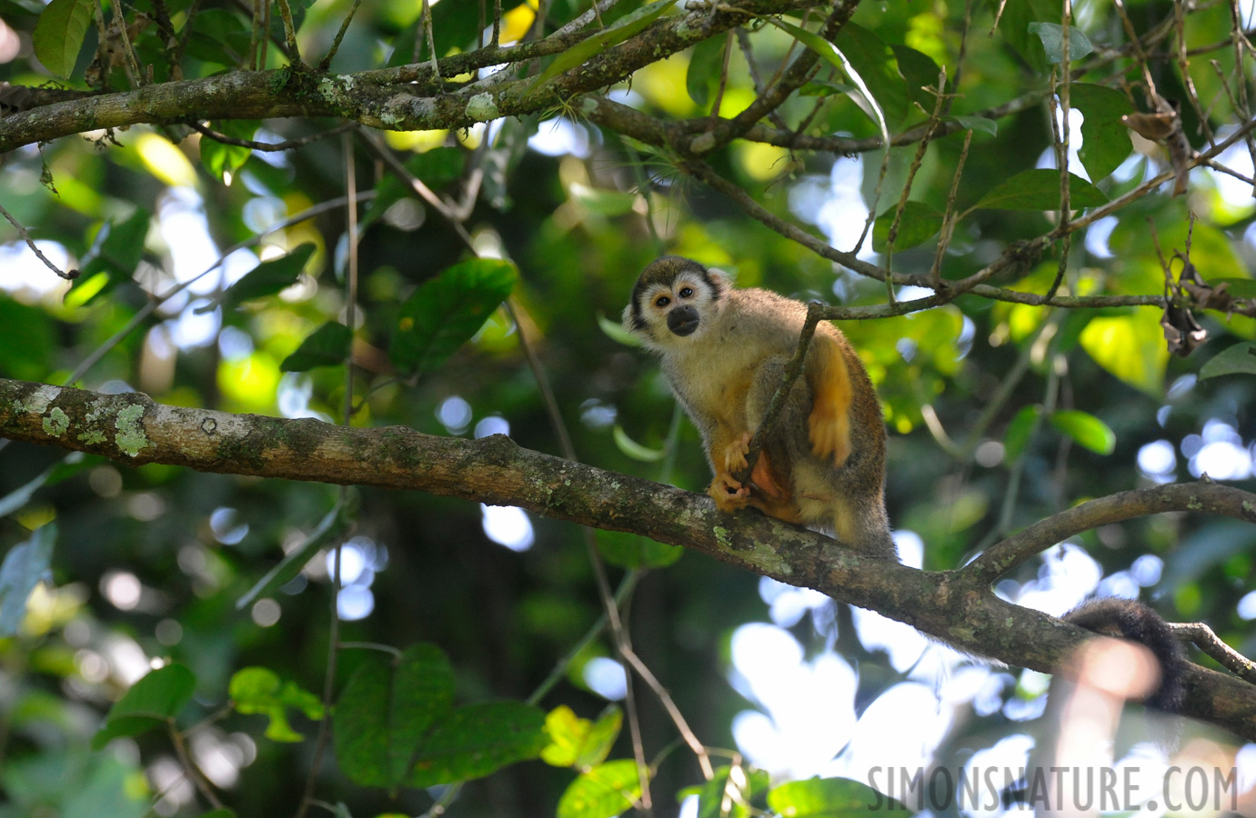 Primates by simonsnature.com