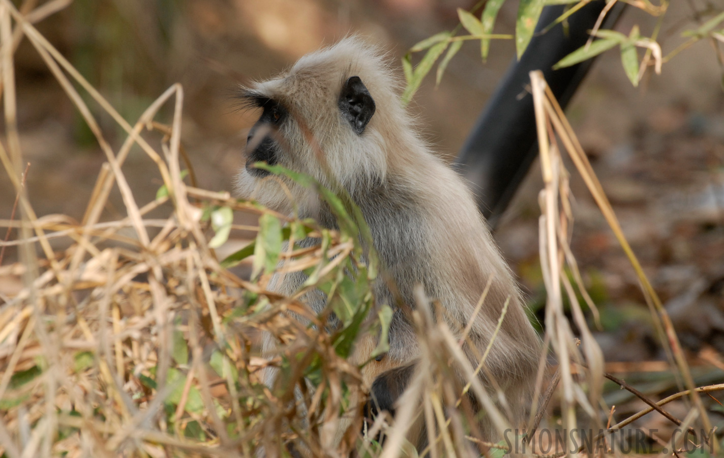 Primates by simonsnature.com