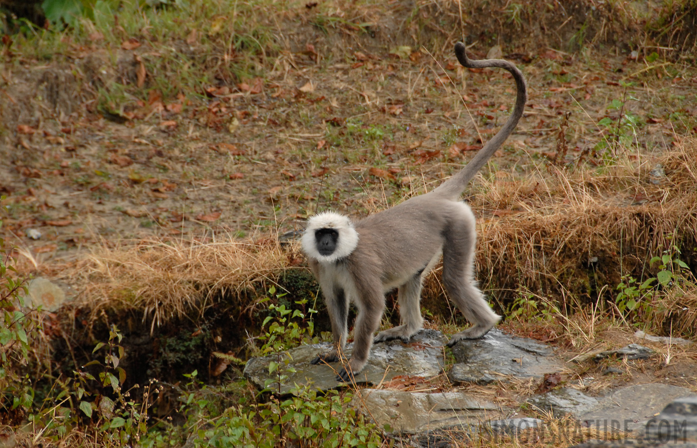 Primates by simonsnature.com