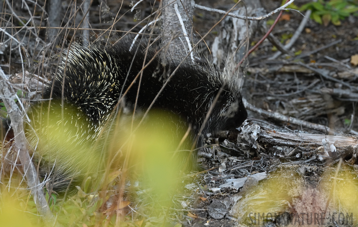 Rodentia by simonsnature.com