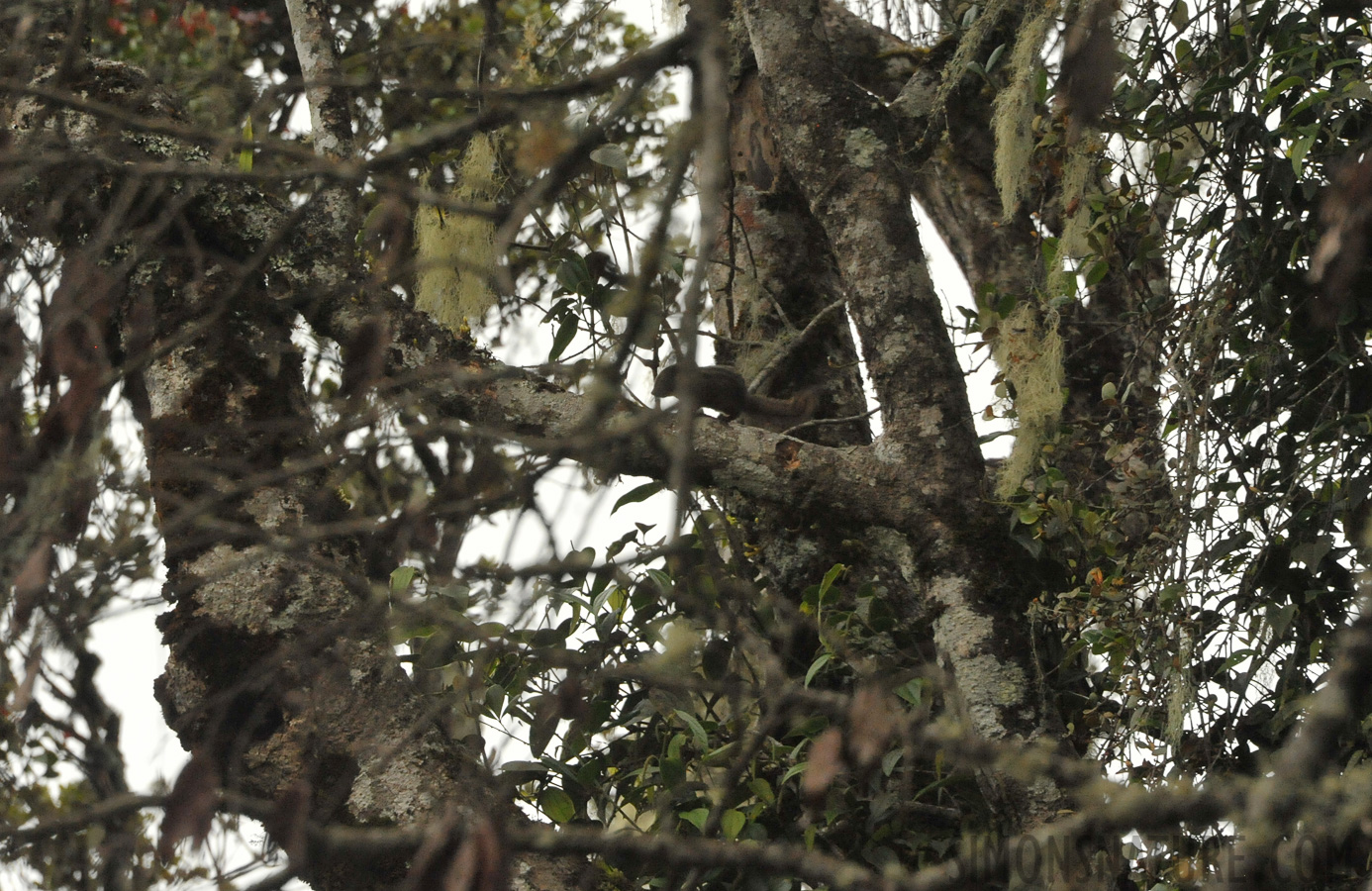 Rodentia by simonsnature.com