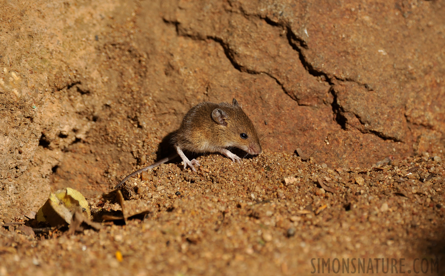 Rodentia by simonsnature.com