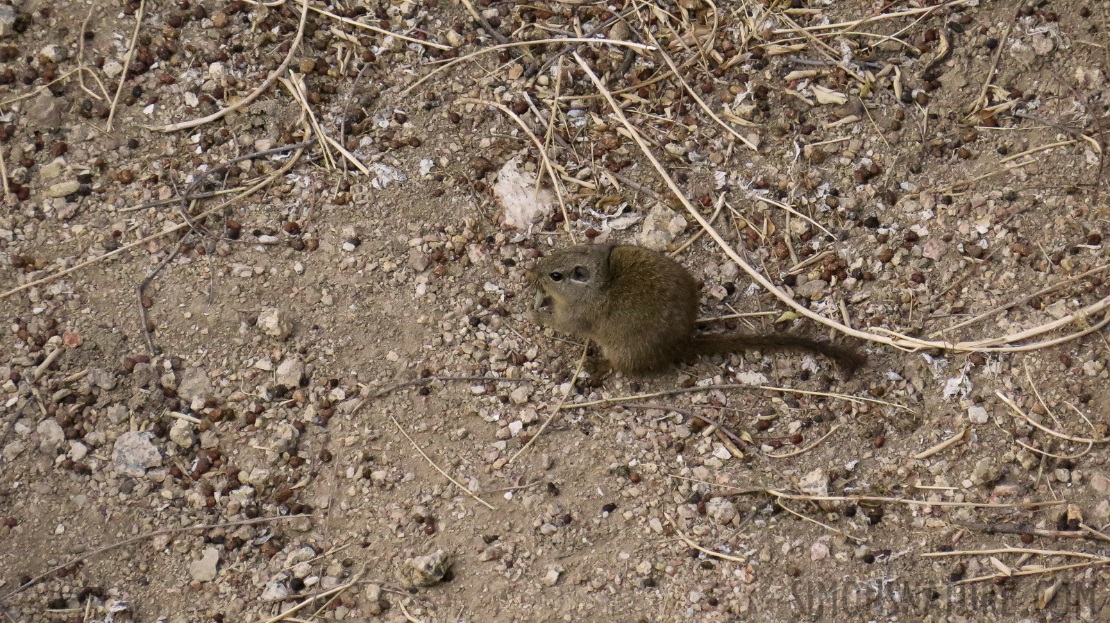 Rodentia by simonsnature.com