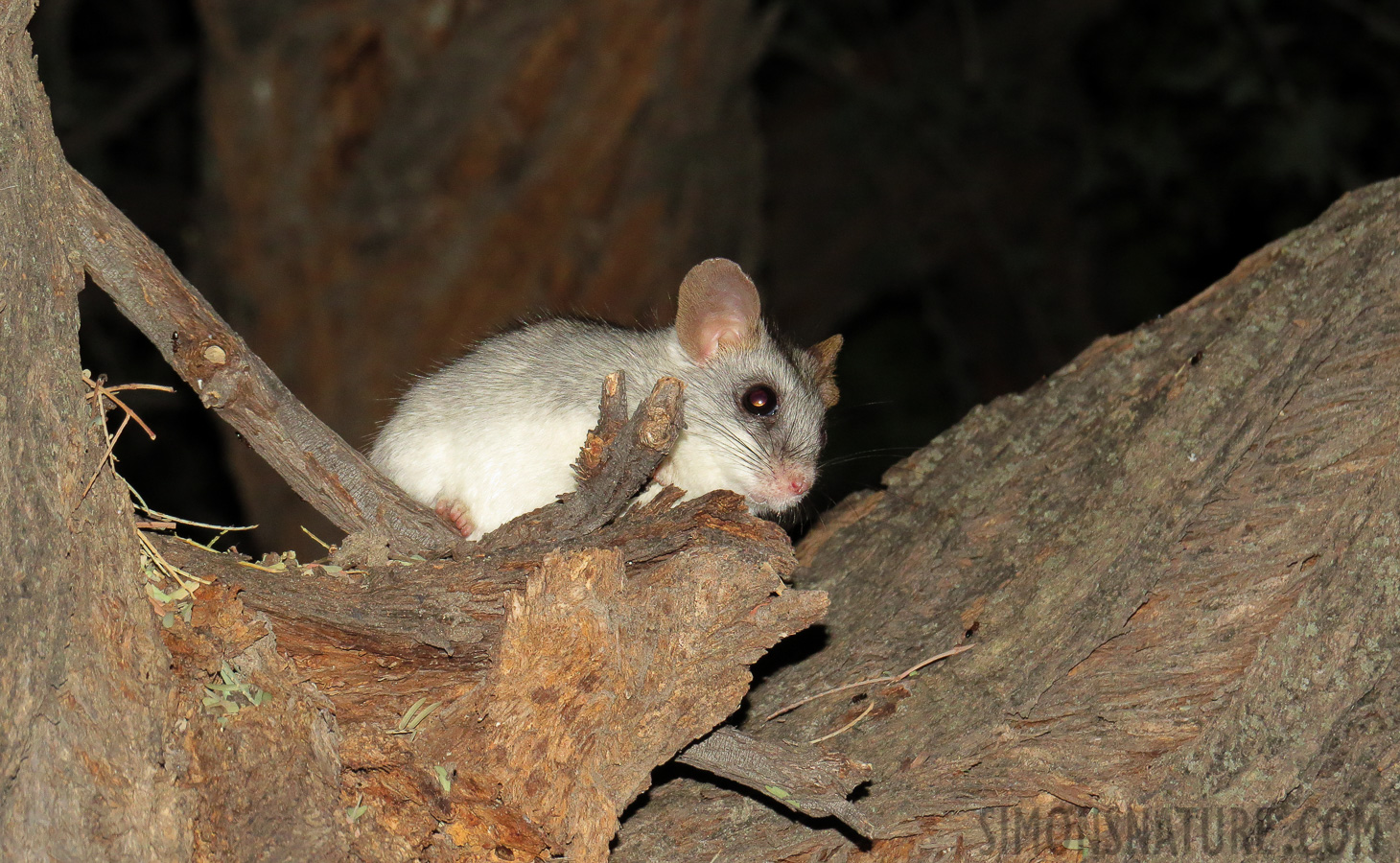 Rodentia by simonsnature.com