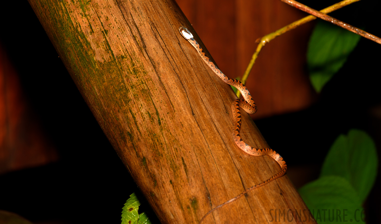 Squamata by simonsnature.com
