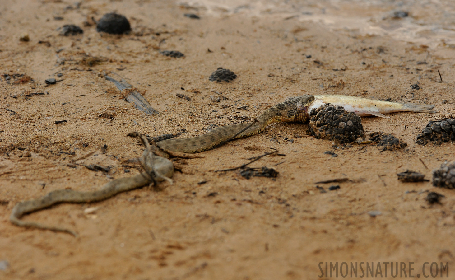 Squamata by simonsnature.com