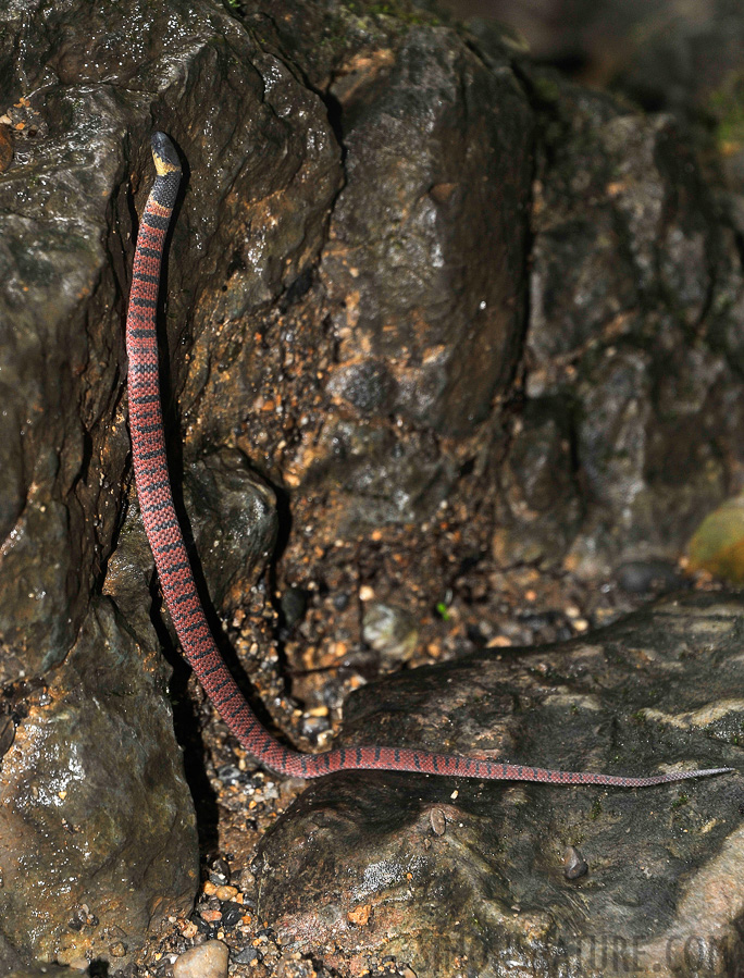 Simons Nature - Squamata [Schuppenkriechtiere]